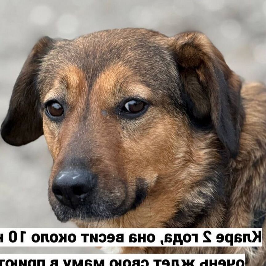Взрослая собака в добрые руки