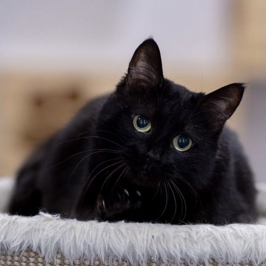 Взрослая кошка из приюта