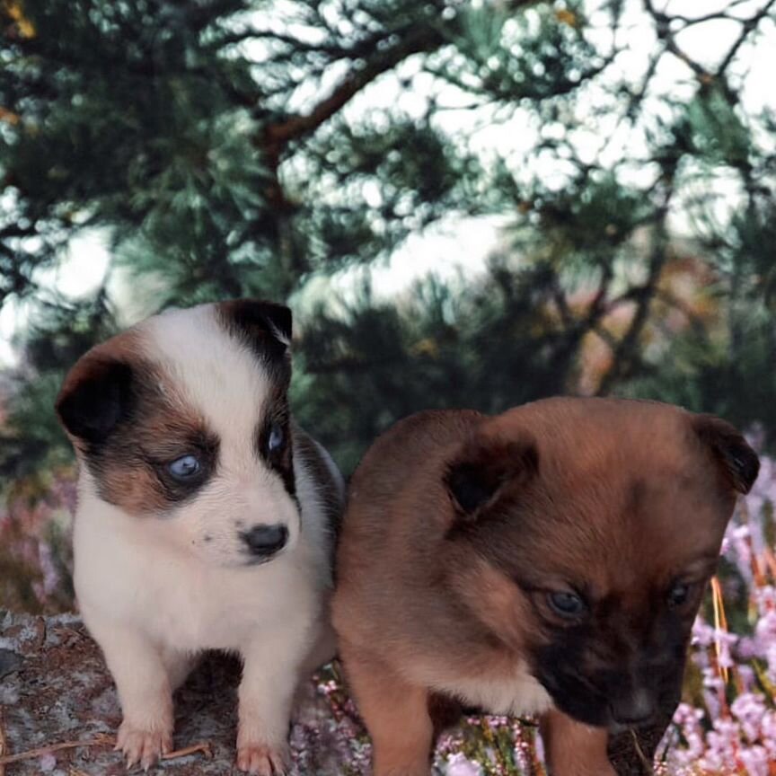 Отдам щенков бесплатно