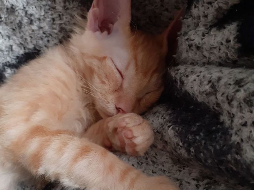 Котёнок Канадский сфинкс велюр 4 месяца