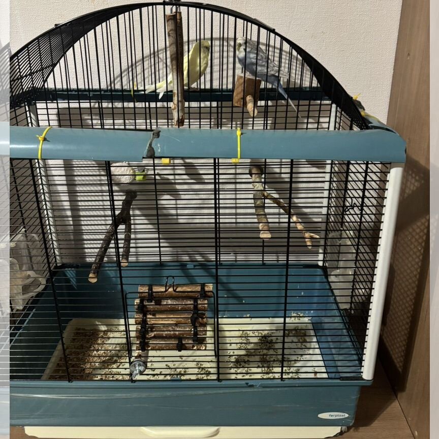 Волнистый попугай(пара) с клеткой