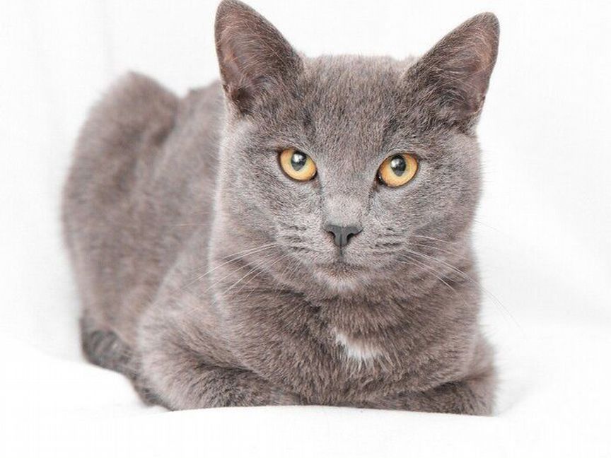 Котенок Север ищет дом