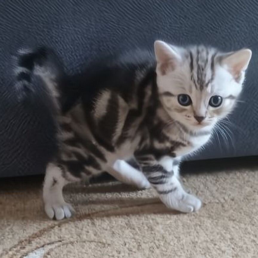 Шотландский прямоухий короткошёрстный котёнок