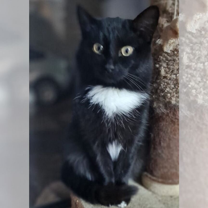 Взрослый кот в добрые руки