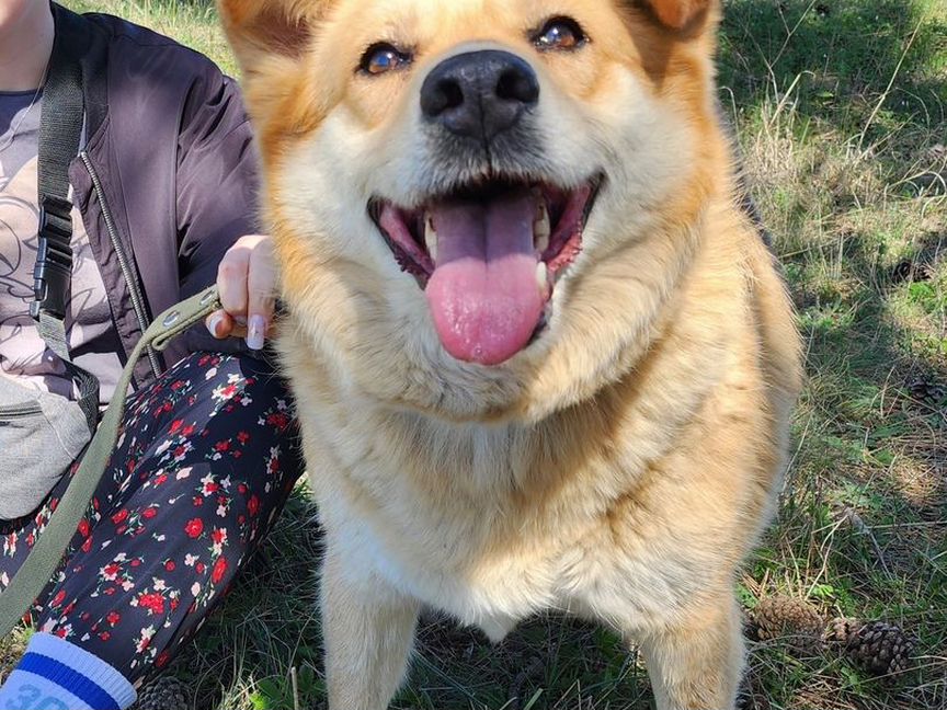 Милаха Забава в поисках счастья