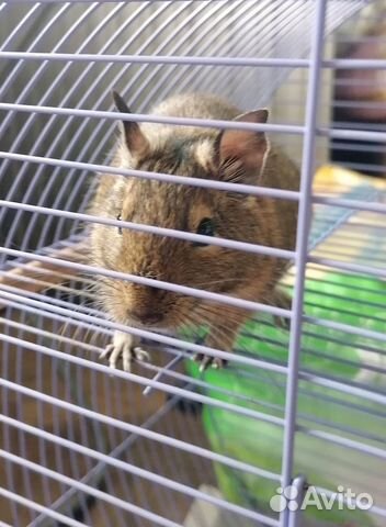 Белочки Дегу