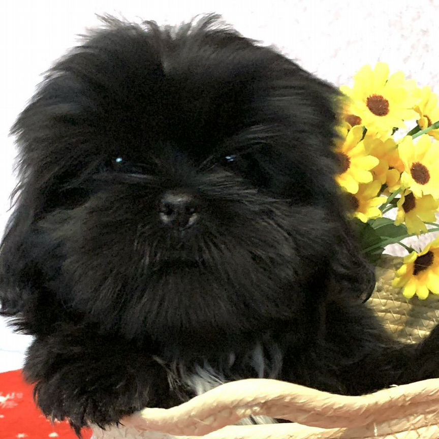 Ши-тцу, щенок