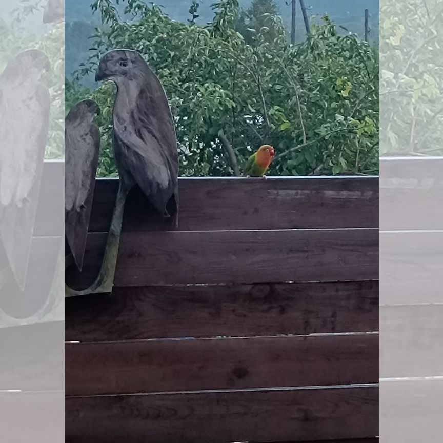 Попугай неразлучники с клеткой
