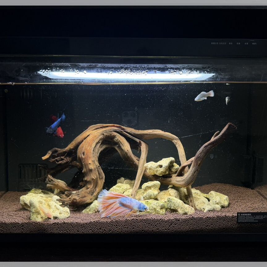 Умный аквариум xiaomi