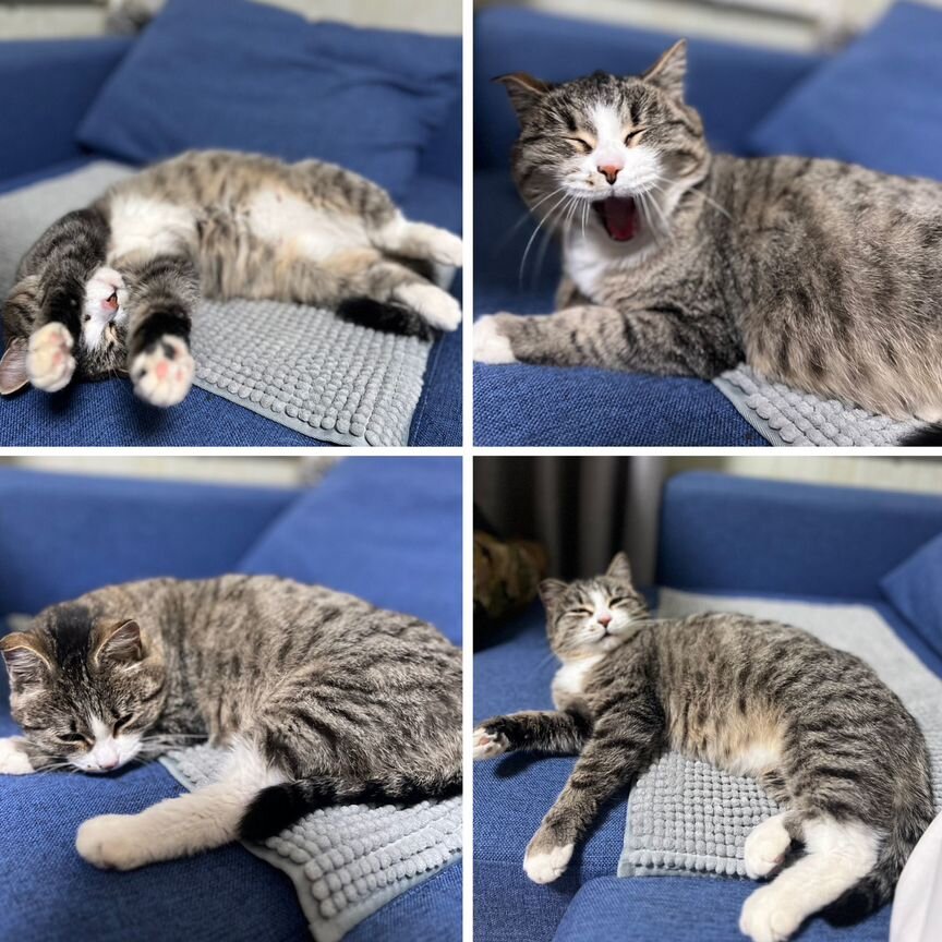 Взрослая, Девочка кошка в добрые руки