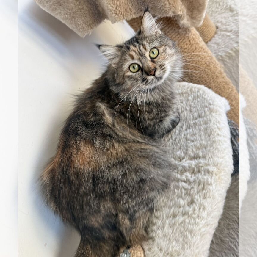 Взрослая кошка в добрые руки