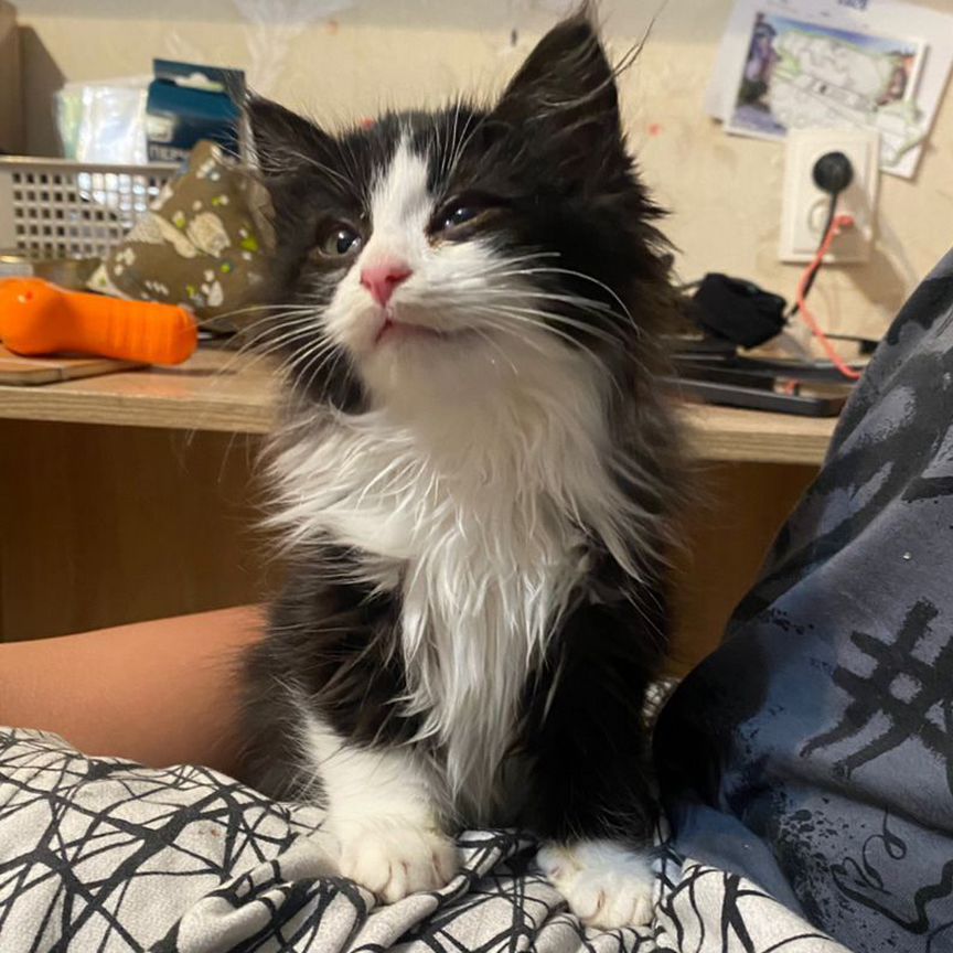 Котёнок в добрые руки