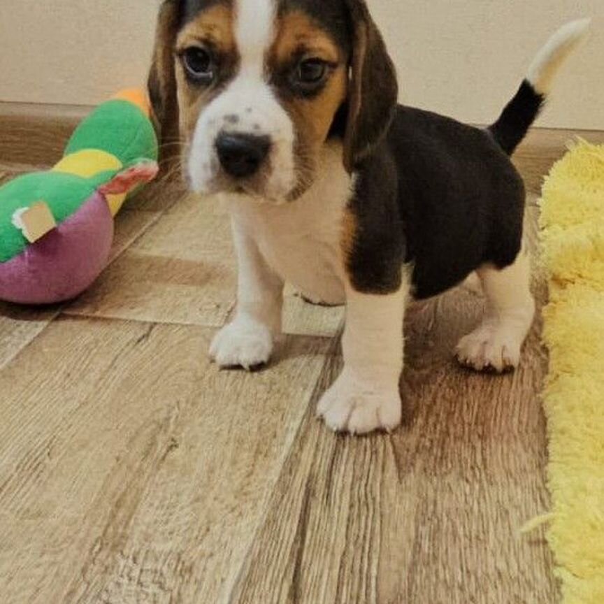 Щенки бигль