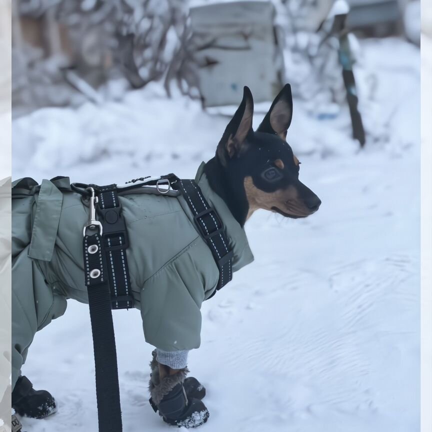 Русский той-терьер, щенок