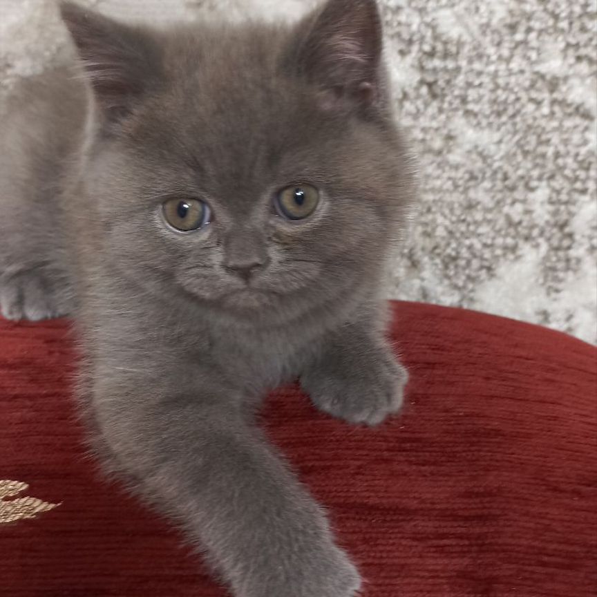 Британские котята
