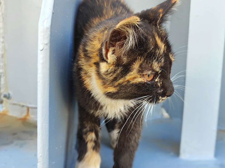 Трехцветный котенок девочка Передержка или Дом