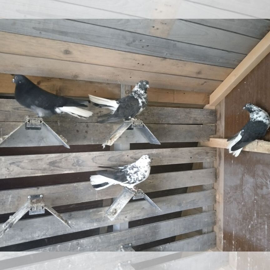 Николаевские голуби