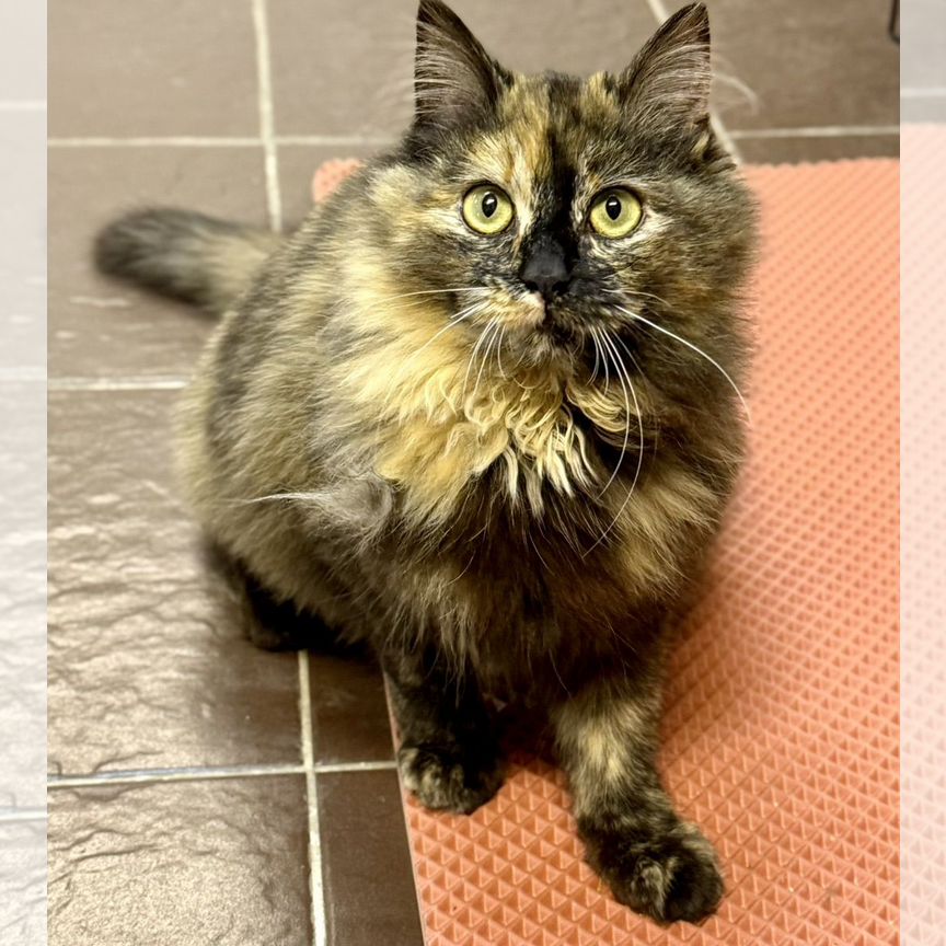 Взрослая, кошка в добрые руки