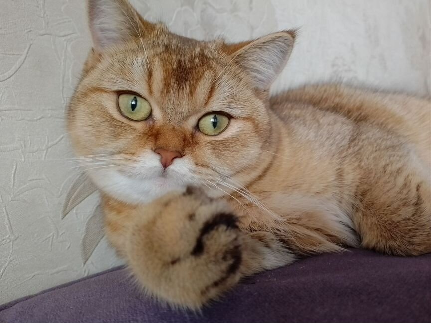 Кошка вязка