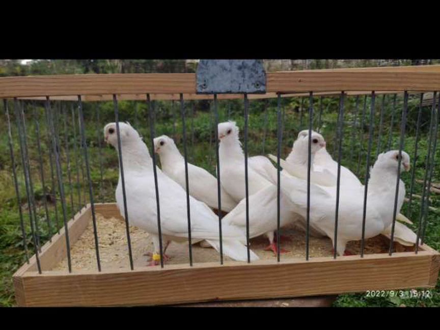 Продам голубей