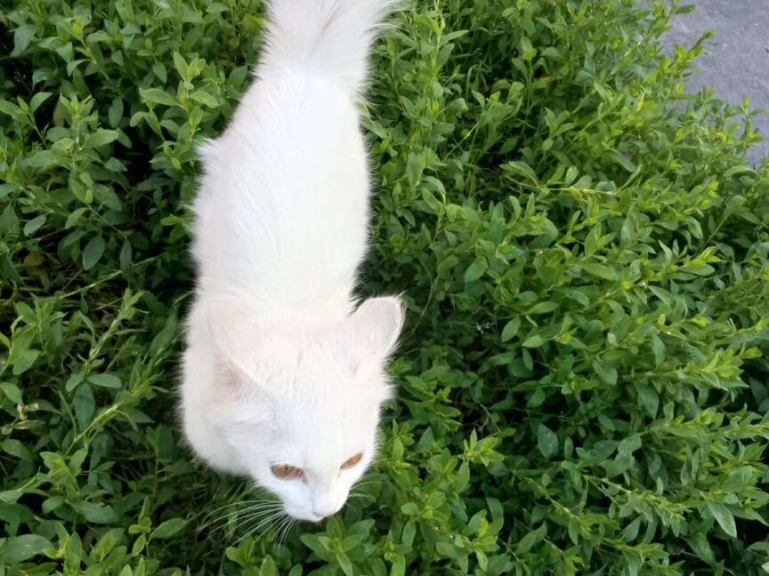 Турецкая ангора