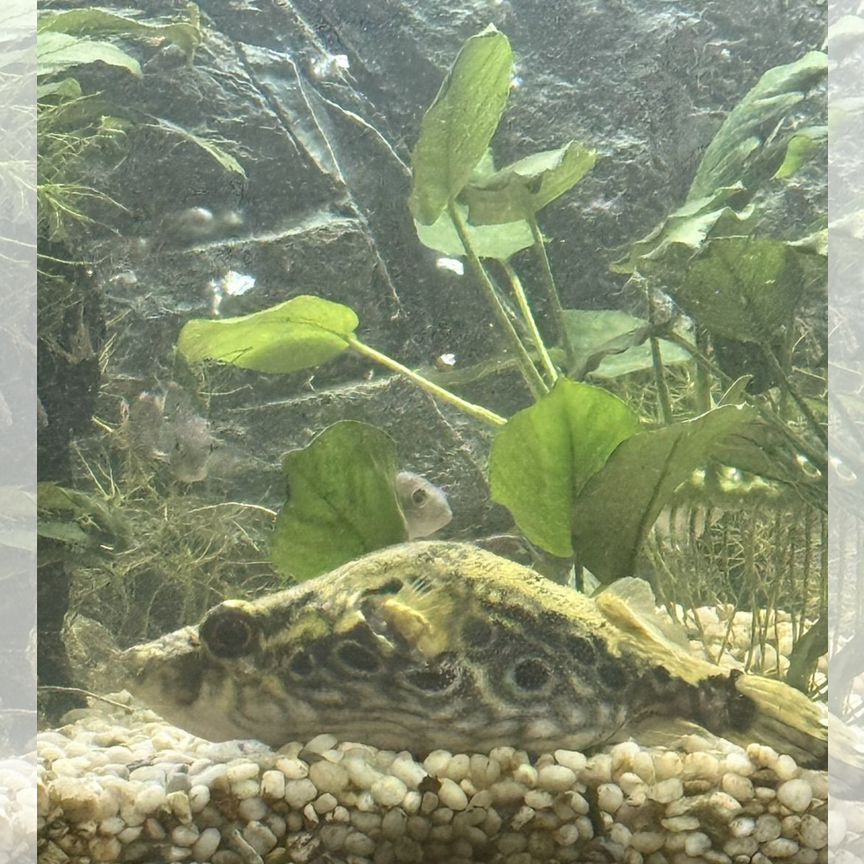 Тетрадон горбатый