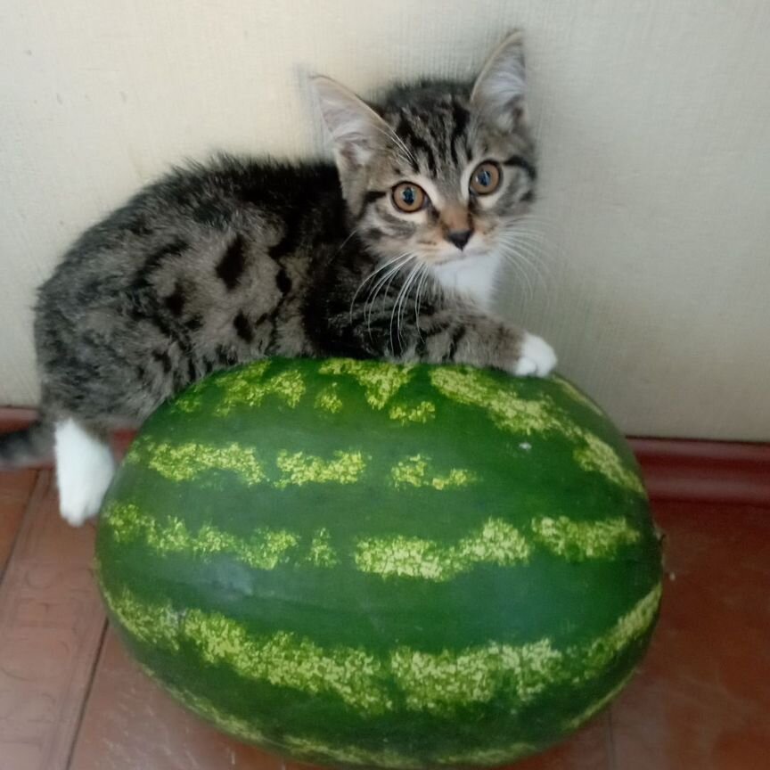 Приютите котика