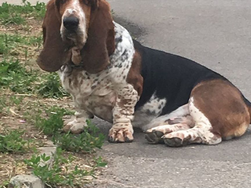 Кобель Бассет-хаунд для вязки