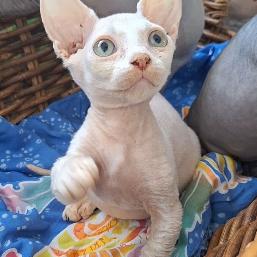 Бамбино мальчик