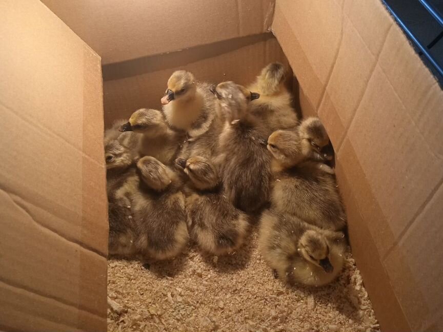 Гусята Холмогоры