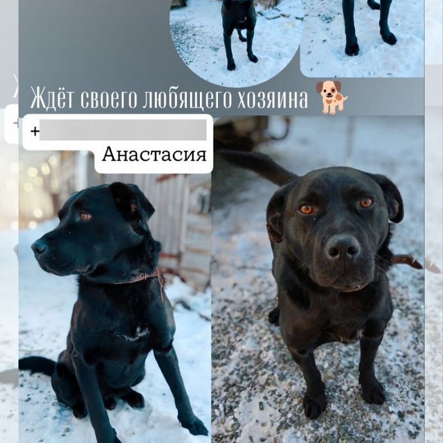 Собака в добрые руки метис лабрадора