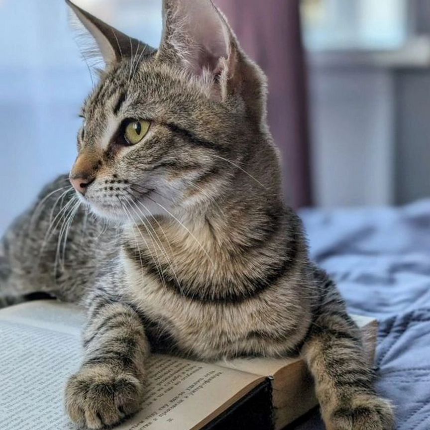 Котенок в дар бесплатно