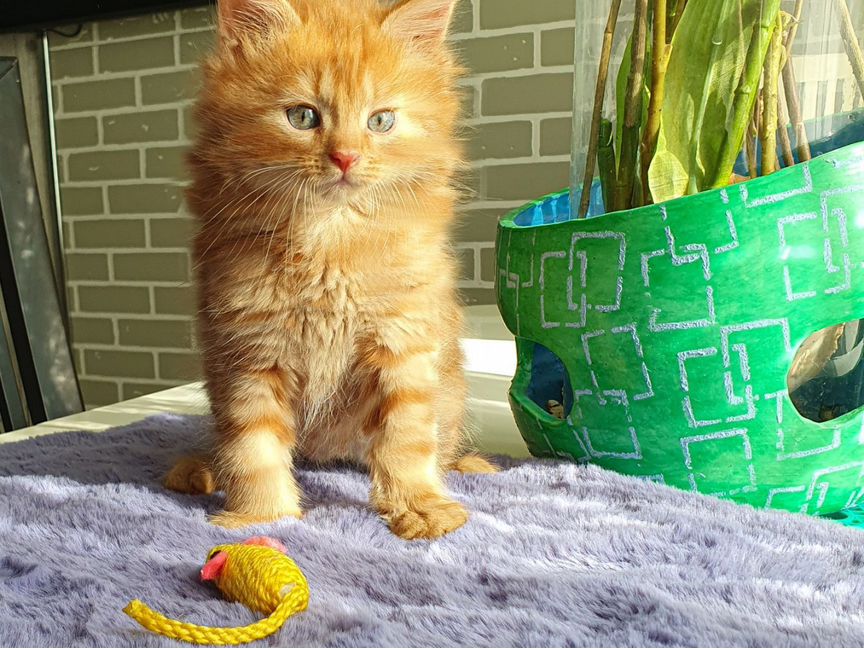 Сибирские мальчуганы