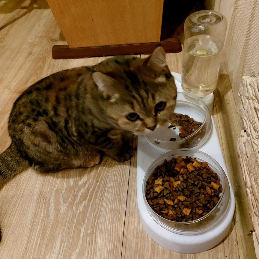 Шотландская прямоухая кошка