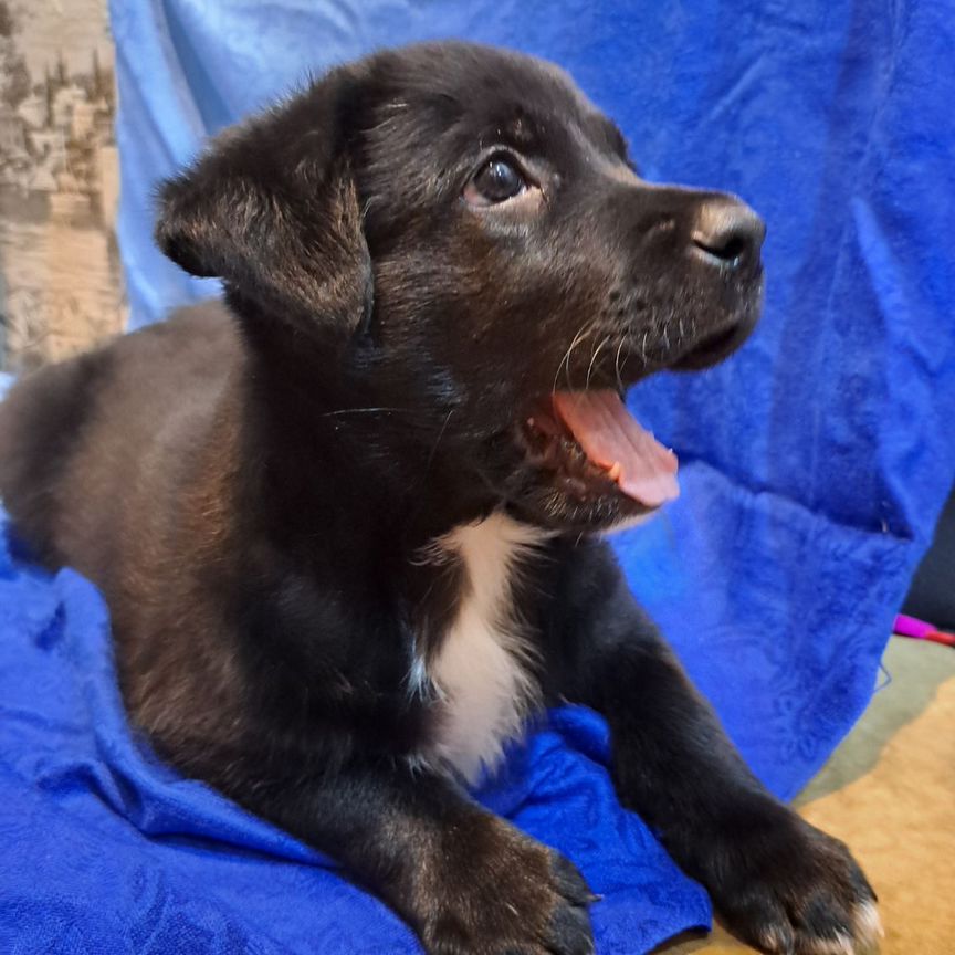 Маленький мальчишка в поисках дома