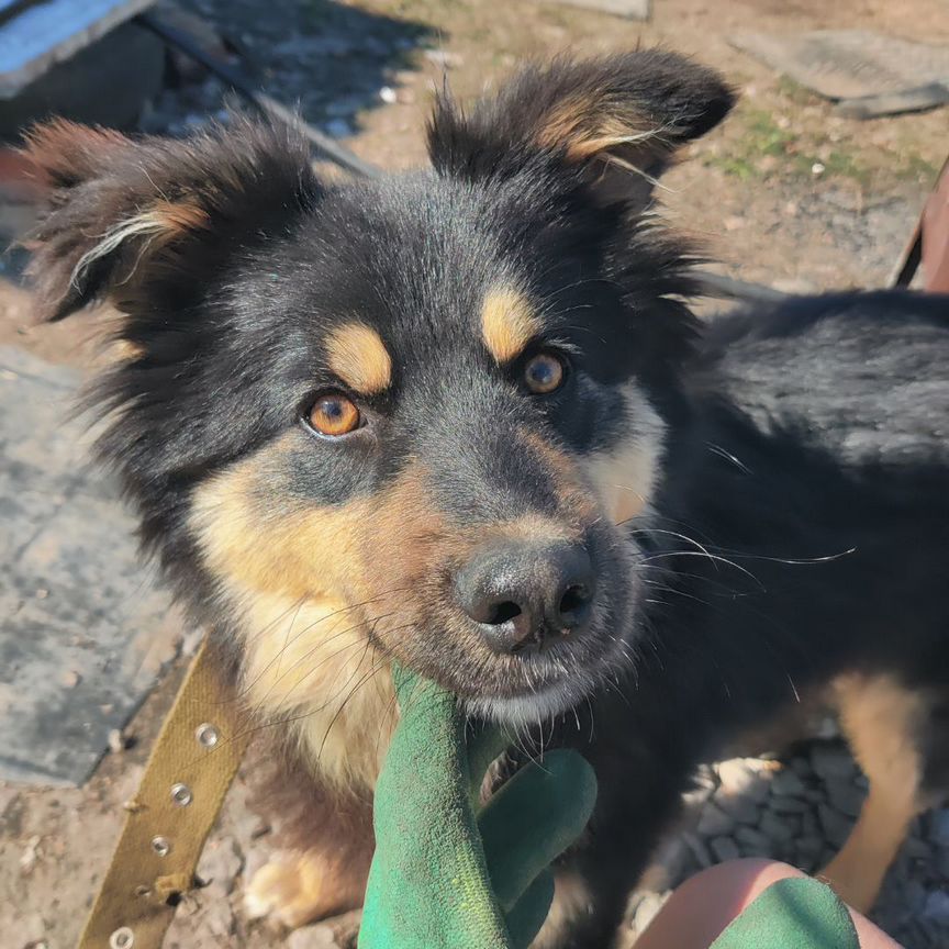 Собака в добрые руки отдам бесплатно