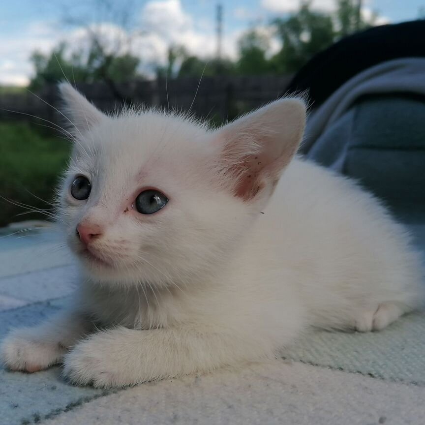 Котята в добрые руки бесплатно