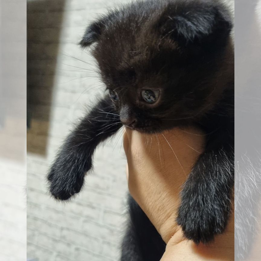 Шотландский вислоухий короткошёрстный котёнок