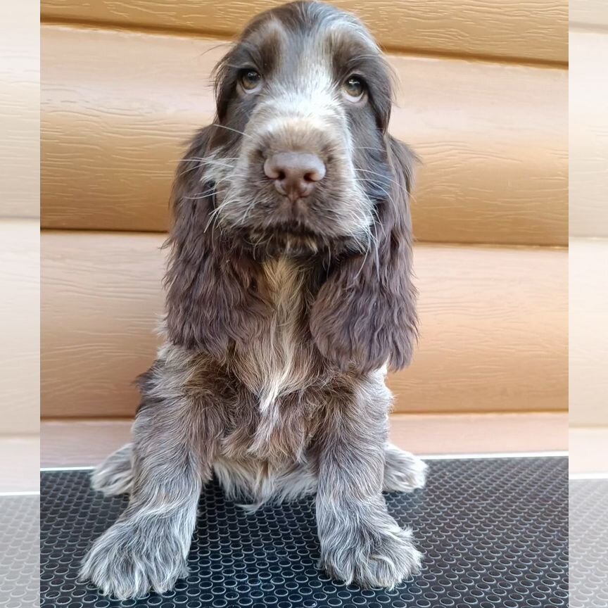 Чало-шоколадный мальчик. Английский кокер спаниель