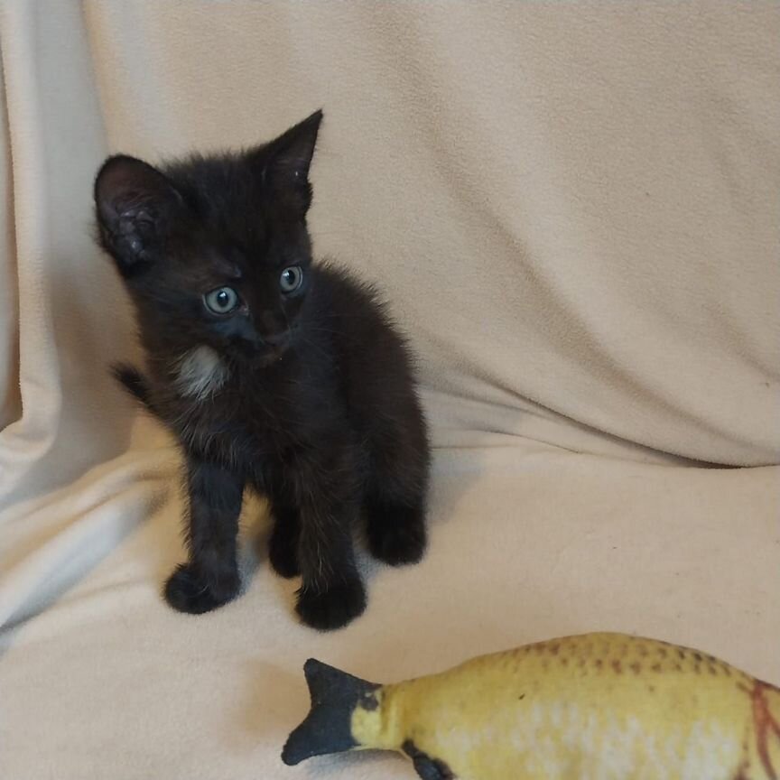 Отдам в добрые руки котенка