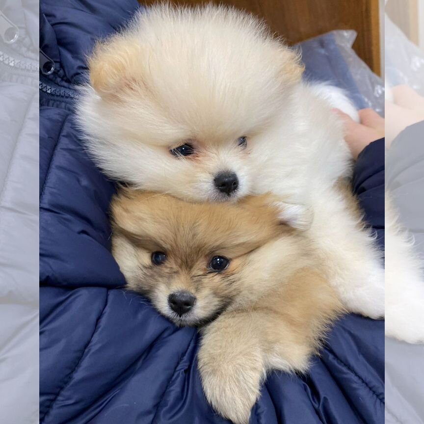 Немецкий шпиц, щенок