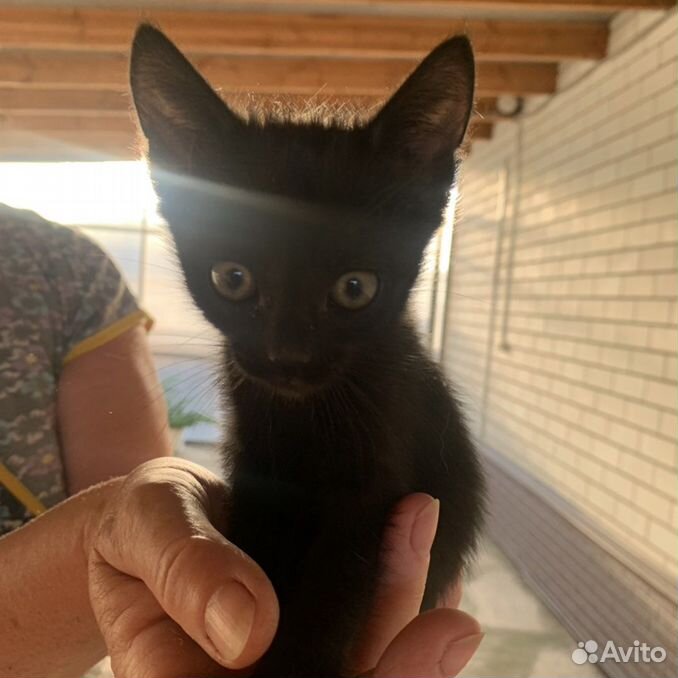 Маленькая черная пантера