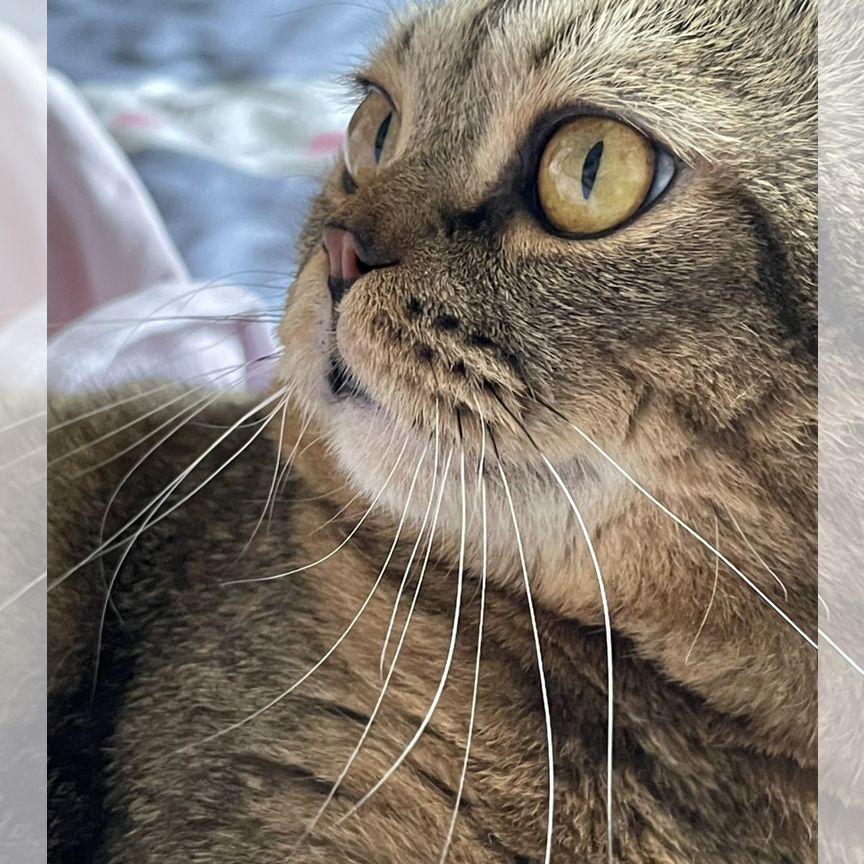 Вязка с шотландским котом вислоухий