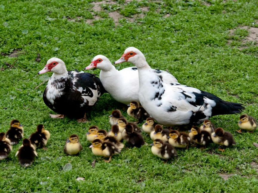 Индоутки на развод