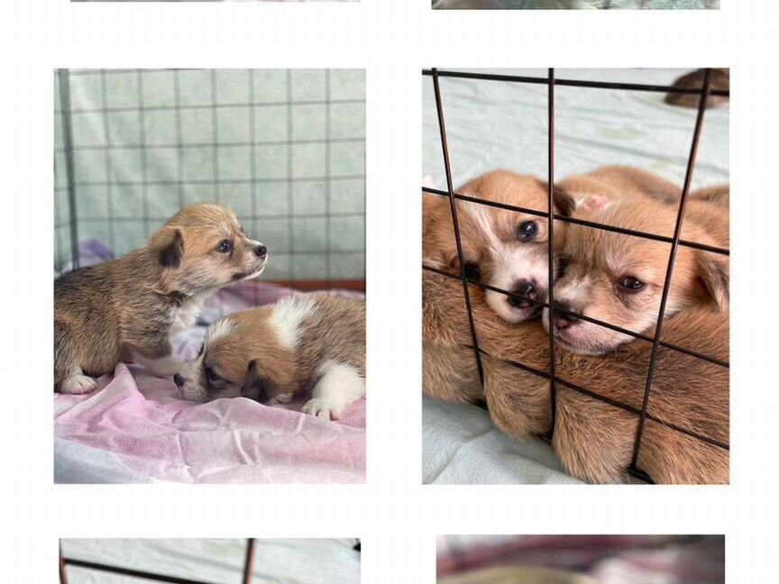 Щенки Вельш-корги пемброк