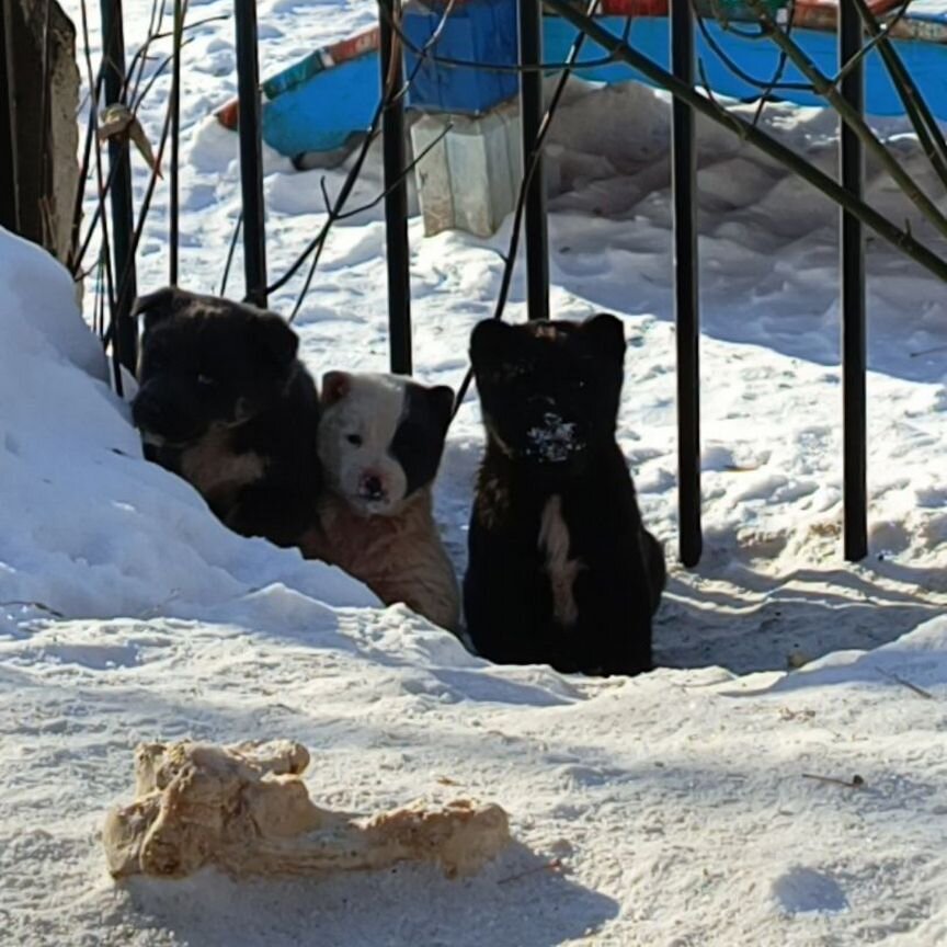 Щенок в добрые руки