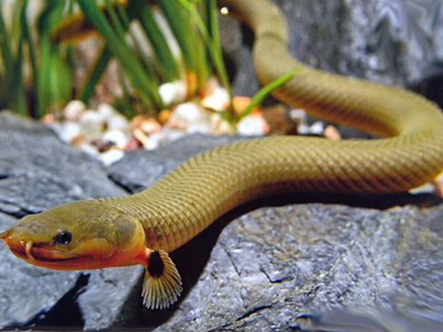 Каламоихт или Рыба-змея