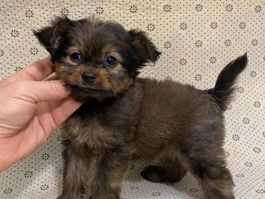 Йорк цветной