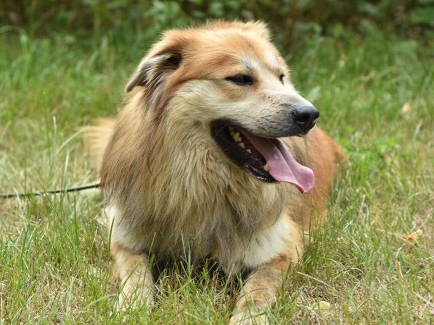 Хороший пес Макс ждет родителей