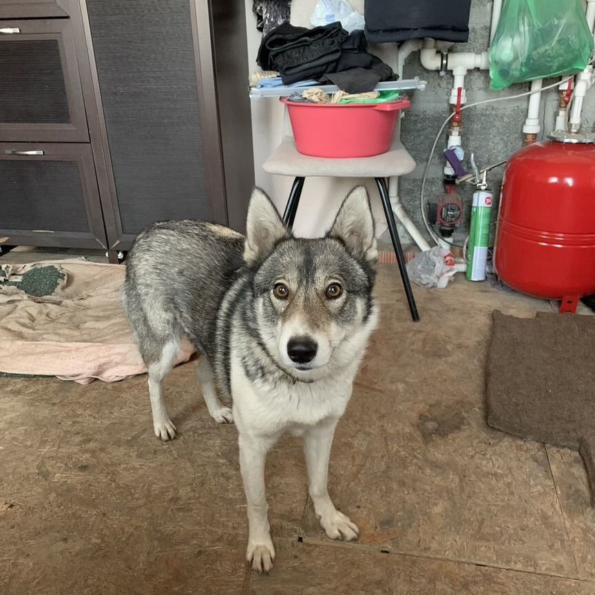 Щенки Лайки